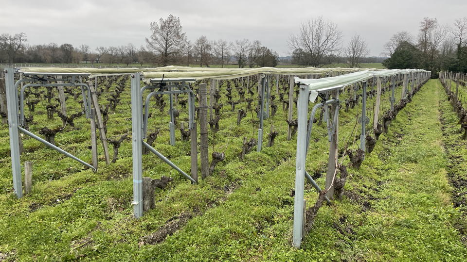 Margaux Focus 3: Château Margaux (Sep 2023) | Vinous - Explore All ...