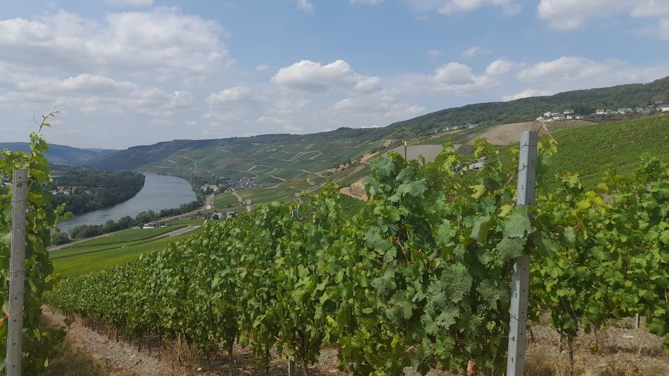 2022 Mosel-Saar-Ruwer: Old Vines and Steep Challenges (Oct 2023 ...