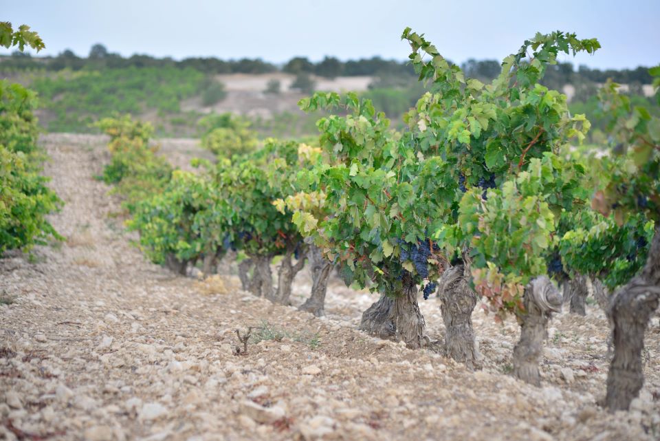 Ribera del Duero: A Shifting Frontier for Spanish Wine (Nov 2023 ...