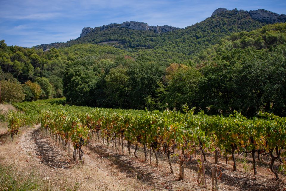 Gigondas: The Southern Rhône Jewel Shines and Adapts (Jan 2024 ...
