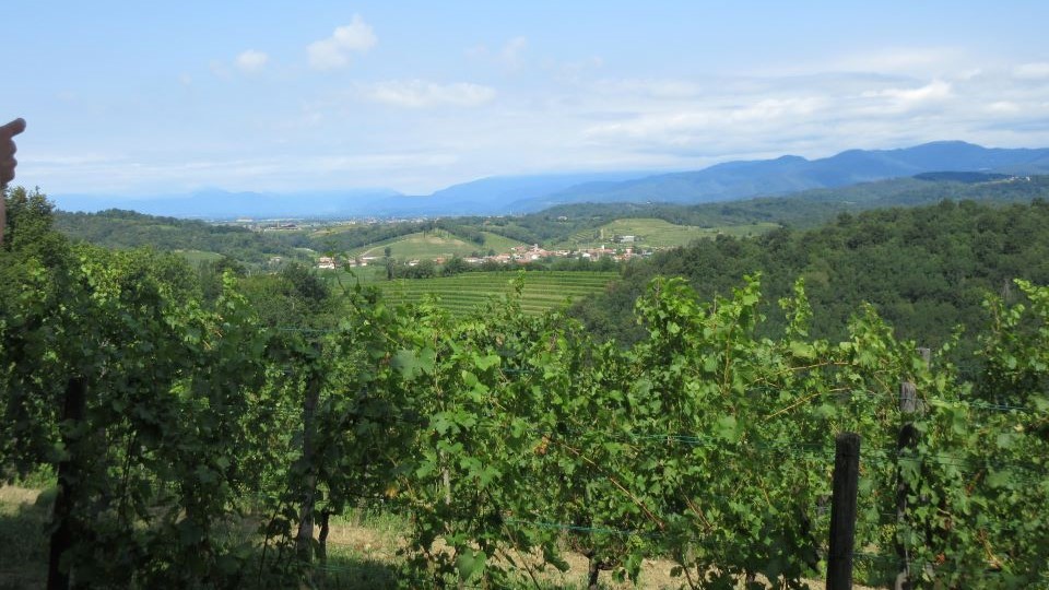 Friuli Venezia-Giulia: In Search of an Identity (Jan 2024) | Vinous ...
