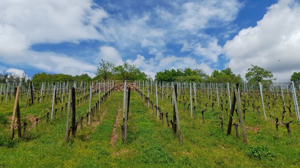 Alsace 2022 Reds: Continuing Their Trajectory (May 2024) | Vinous ...