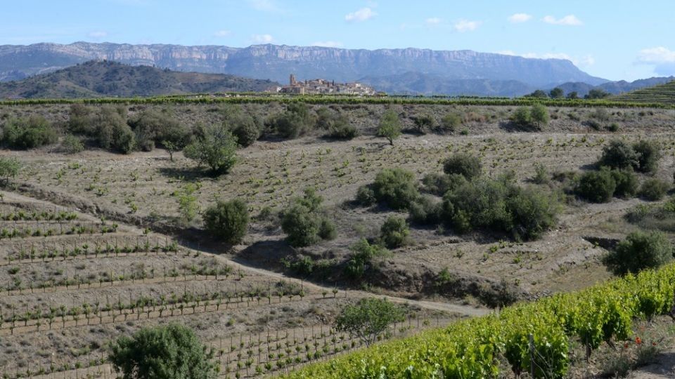 From Revolution to Evolution: The Garnatxas and Cariñenas of Priorat ...