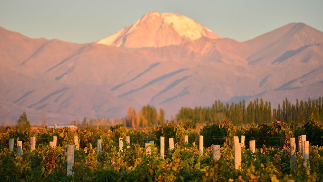 Uco Valley: The Age of High-Elevation Reds (Nov 2024) | Vinous ...