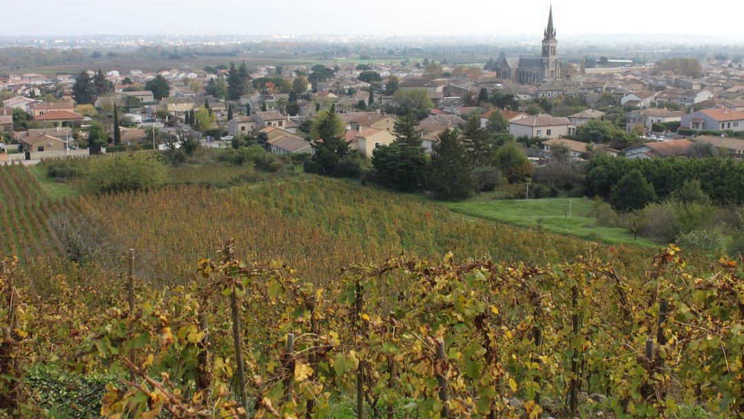 Northern Rhône 2023: The Art of Perseverance (Jan 2025) | Vinous ...