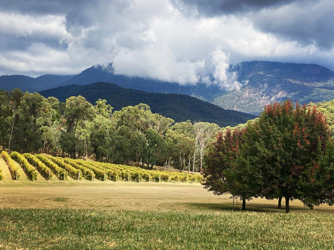 North East Victoria: Full of Surprises (Feb 2025) | Vinous - Explore ...