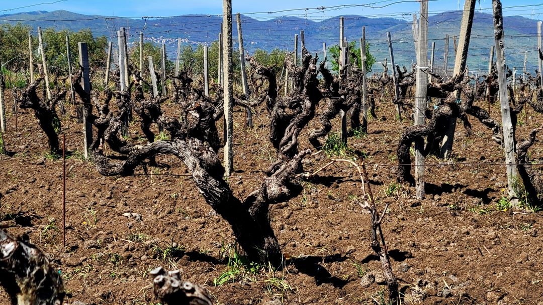 An Eruption of Fine Wine on Mount Etna (May 2025) | Vinous - Explore ...