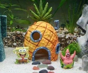 Guide to the 12 Best Betta Fish Toys - Betta Fish World