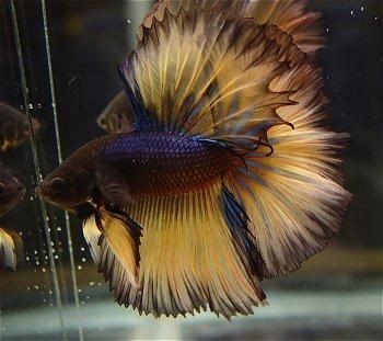 Rare Types of Betta fish - Betta Fish World