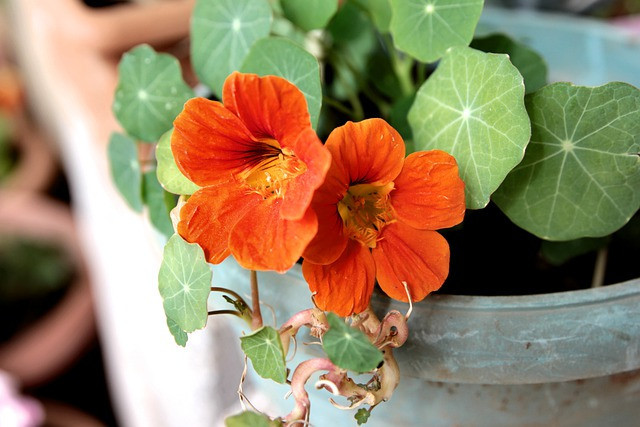 How To Grow Nasturtium Flowers In Containers 2022