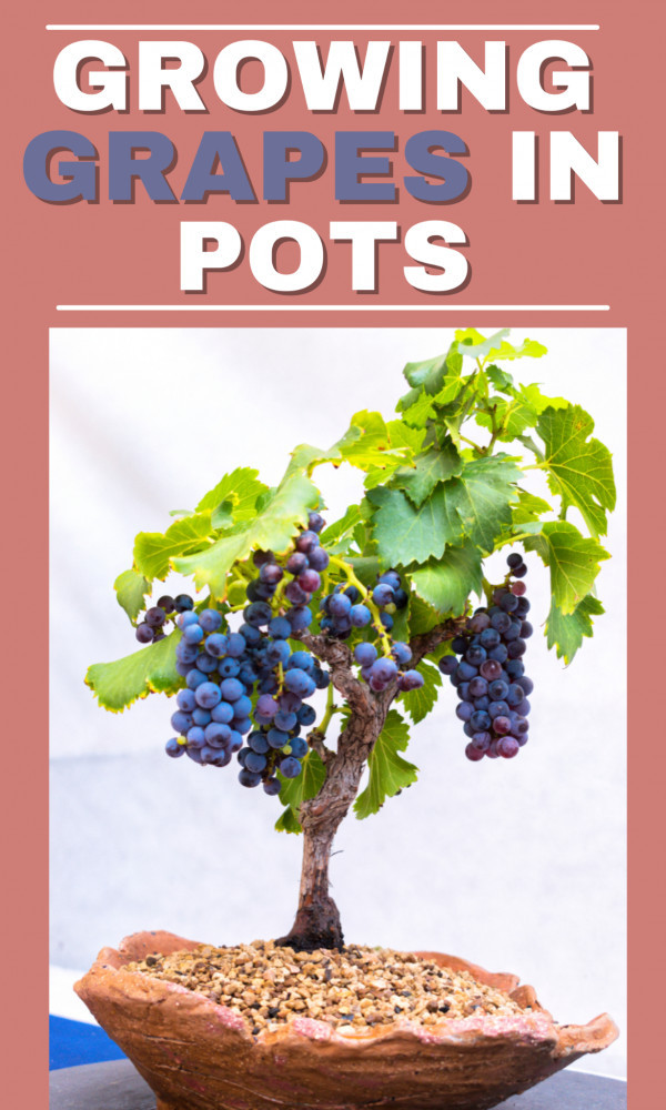 9 Steps Of Growing Grapes In Pots In 2023 | Close To Nature