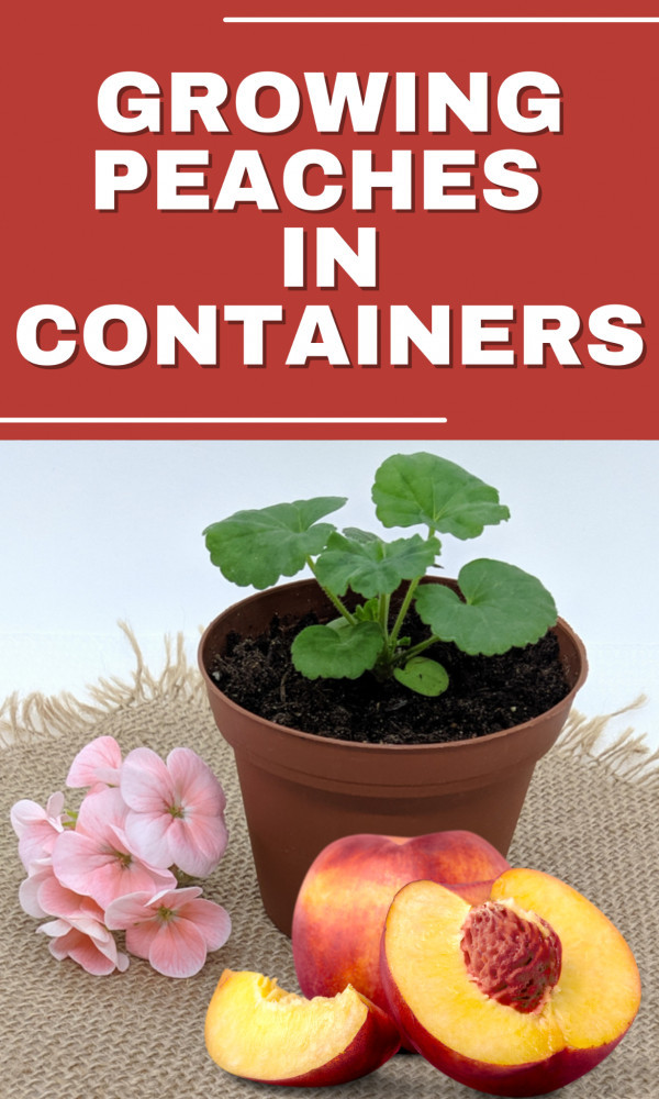 9 Easy Steps Of Growing Peaches In Containers In 2022