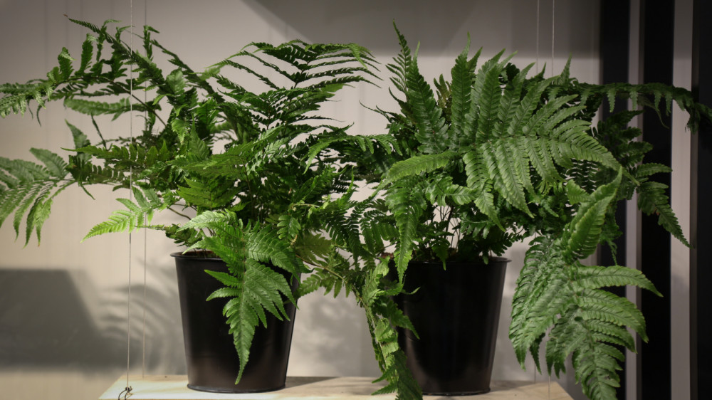 Easy Steps To Grow Ferns In A Container In 2022