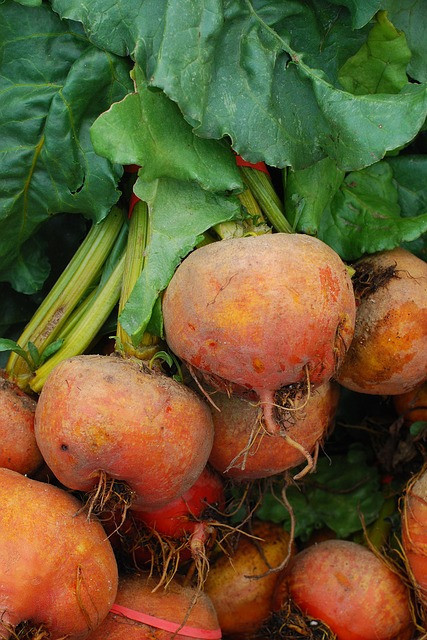8 Easy Steps Of How To Grow Beets In Containers In 2023