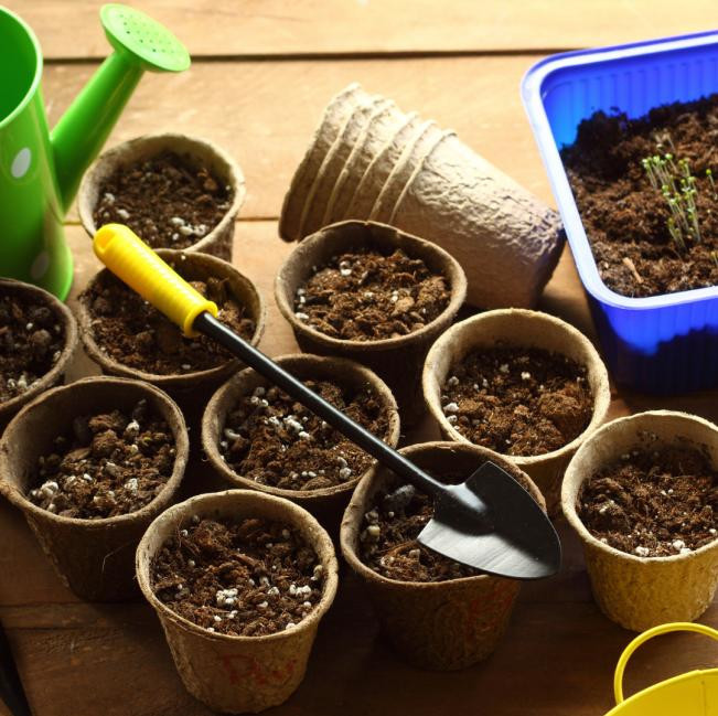 9 Easy Steps To Grow Roses In Containers | Close To Nature