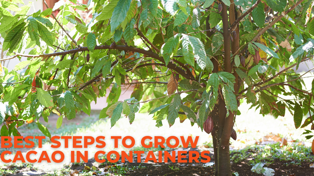 Best Steps To Grow Cacao In Containers In 2023