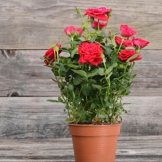 9 Easy Steps To Grow Roses In Containers | Close To Nature