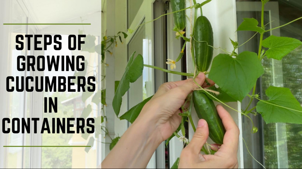 10 Easy Steps Of Growing Cucumbers In Containers In 2022