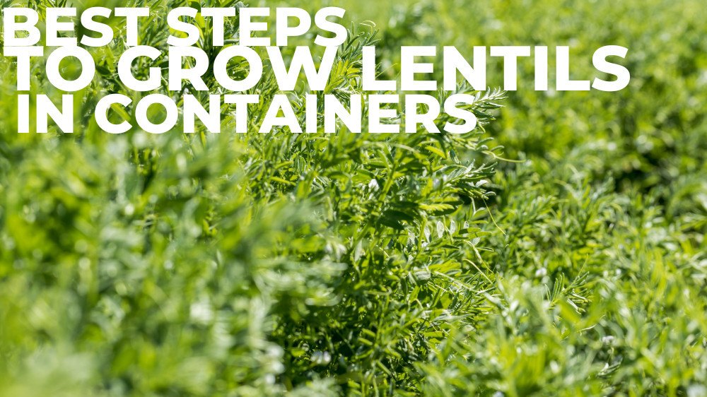Best Steps To Grow Lentils In Containers In 2022