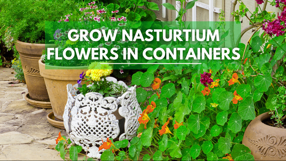 How To Grow Nasturtium Flowers In Containers 2022