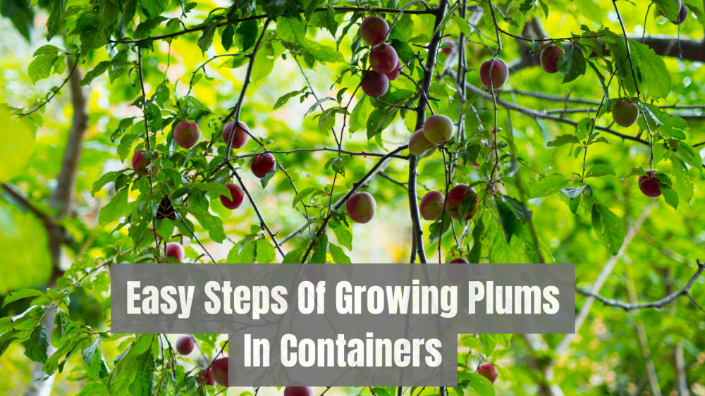 Easy Steps Of Growing Plums In Containers In 2022