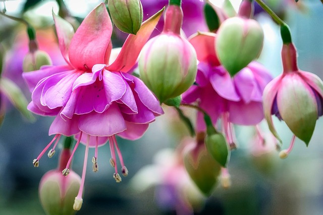 5 Easy Steps Of Growing Fuchsia Flowers In Pots | Close To Nature