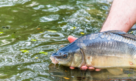 How Long Can Carp Survive Out Of Water? – Find Out Here | Best of Angling