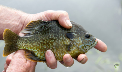 Types of Panfish – Distribution, Habitat, Fishing & More | Best of Angling