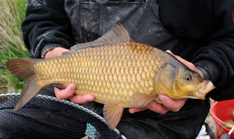 What Does a Carp Look Like? – Carp Identification | Best of Angling