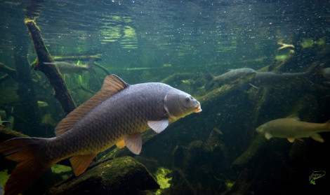 17 Interesting Carp Facts | Best of Angling