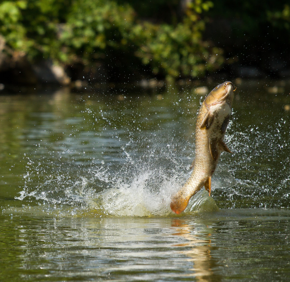 How to Find Carp? – Guide on Finding the Perfect Fishing Location