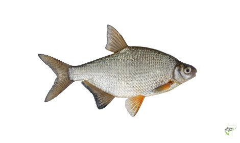 Types of Coarse Fish – Description and Distinctive Features | Best of ...