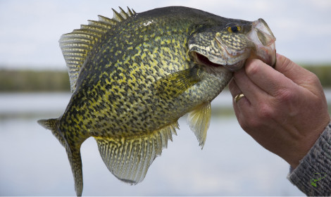 Types of Panfish – Distribution, Habitat, Fishing & More | Best of Angling