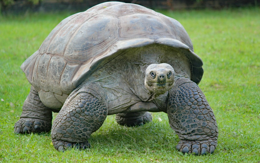 The Story of a Turtle and A Rabbit