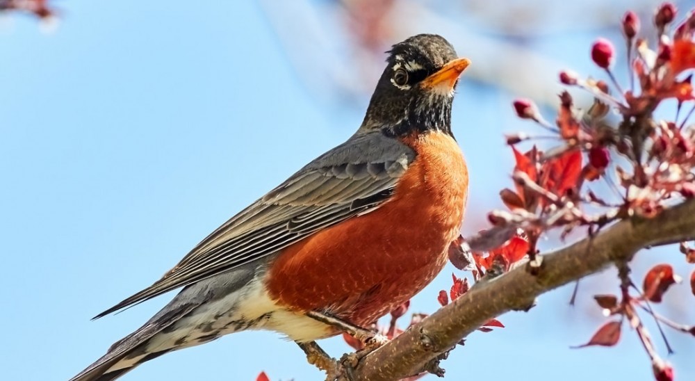 Sparrow and the Robin
