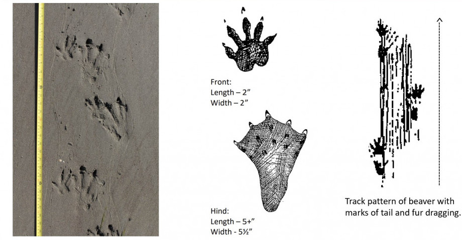 Unlocking the Mysteries of Wild Animal Track Identification: 20 of the ...