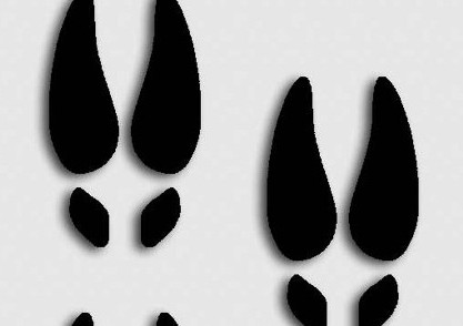 Unlocking the Mysteries of Wild Animal Track Identification: 20 of the ...