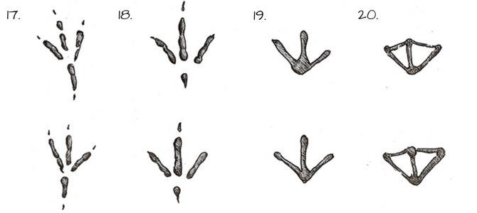 Unlocking the Mysteries of Wild Animal Track Identification: 20 of the ...