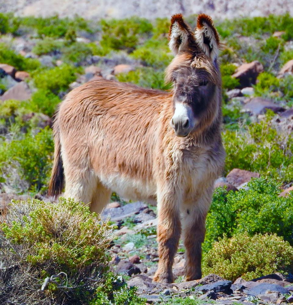 Wild Burros Page 1 | Wildlife Photography/Art/ScenicCorner | Geo Galleries