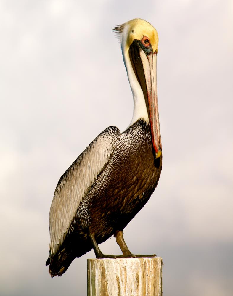 Birds Page 1 | Sherri Talley | Geo Galleries