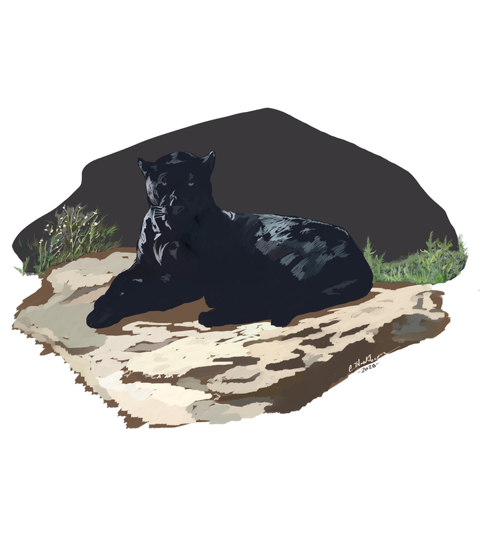 Animals Page 1 | Solid Black 01 Art | Geo Galleries