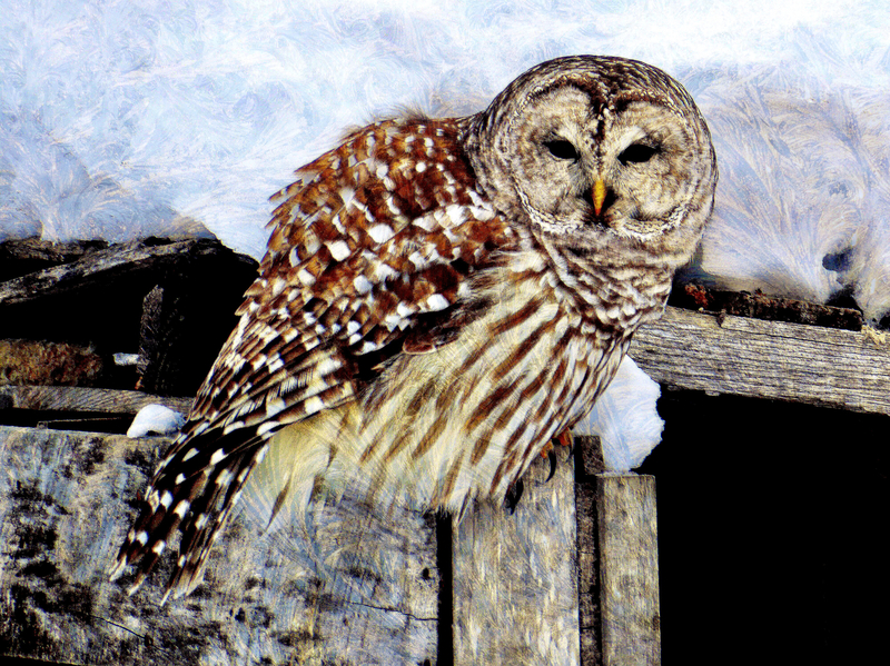 Art Ray Mann | Geo Galleries