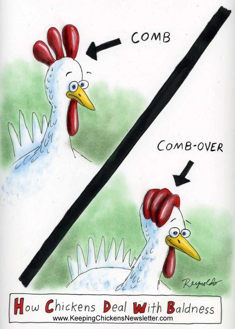 How Chickens Deal With Baldness (Cartoon) by Dan Reynolds | Keeping ...