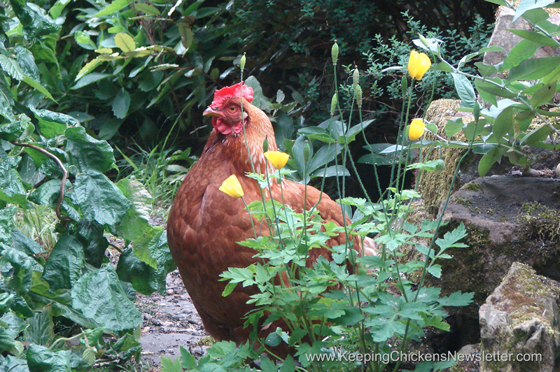 Did This Hen Suffer A Stroke | Keeping Chickens Newsletter