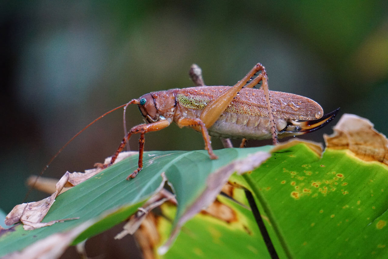10 insectes surprenants au Festival des insectes - Aquarium du Québec ...