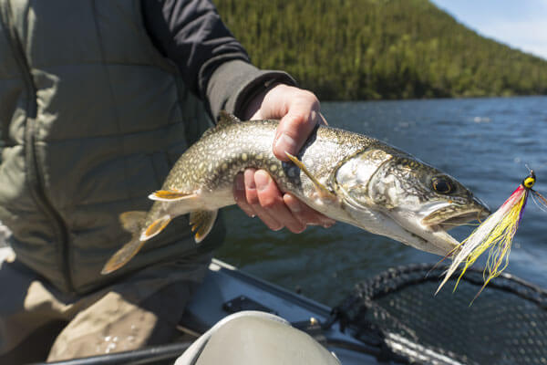 Les secrets de la pêche à la truite grise - Sépaq