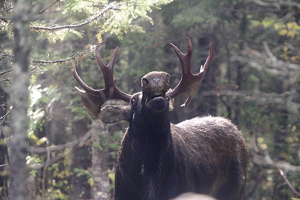 Moose Hunting in Quebec Wildlife Reserves - Sepaq