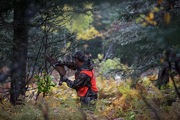 Chasse à l'orignal - Réserves fauniques du Québec - Sépaq