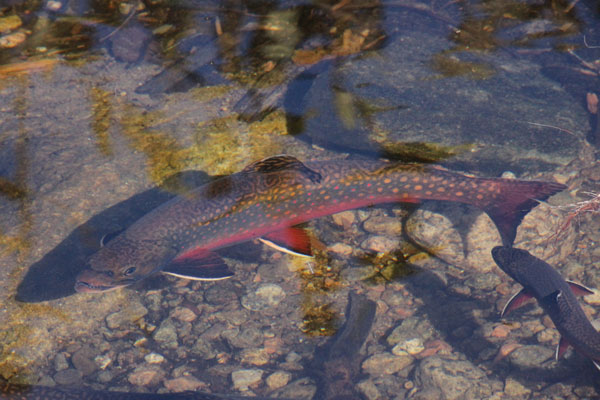 Faune aquatique - Conservation - Sépaq