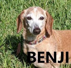 Trinity the Basenji/Boxer Mix's Web Page